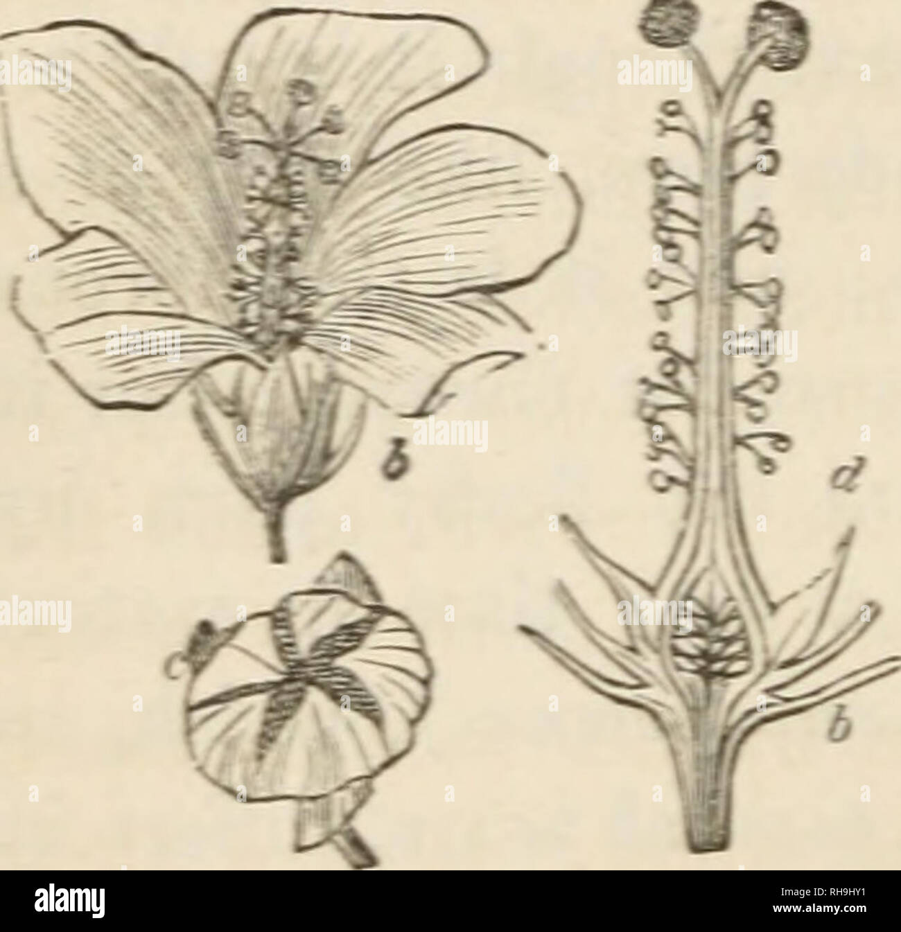 Mallow order hi-res stock photography and images - Alamy