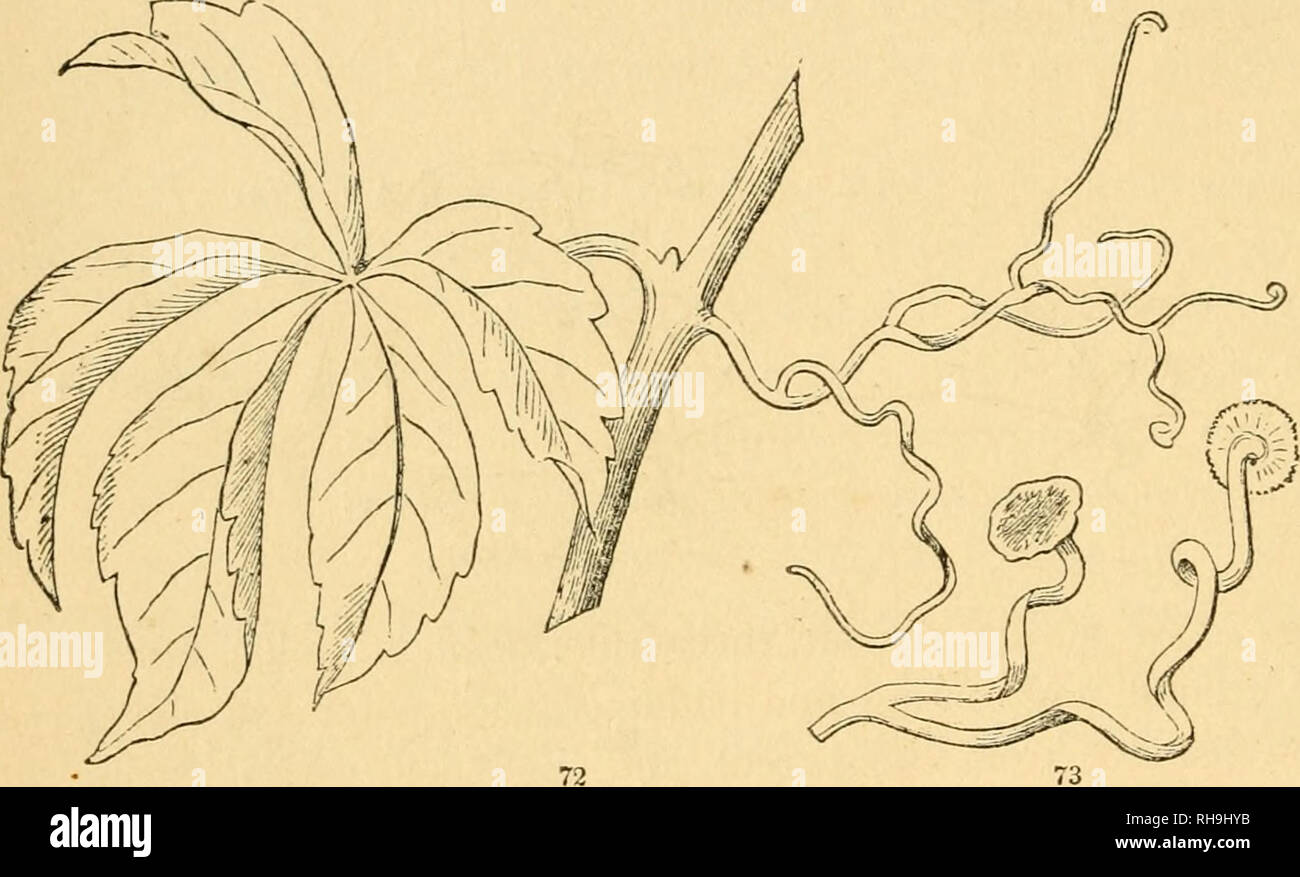 . Botany for young people and common schools. How plants grow, a simple ...