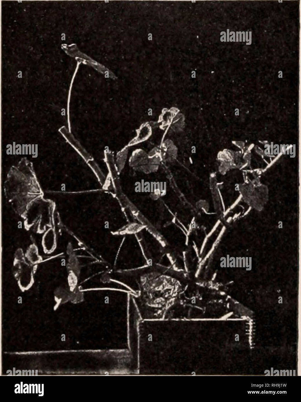 Geranium cutting back hi-res stock photography and images - Alamy