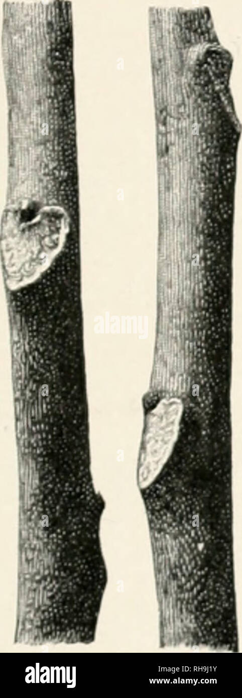 . Botany, an elementary text for schools. Botany. WHERE BUDS ARE 37. 53 ...
