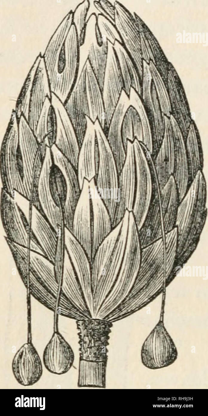 Bract scales hi-res stock photography and images - Alamy