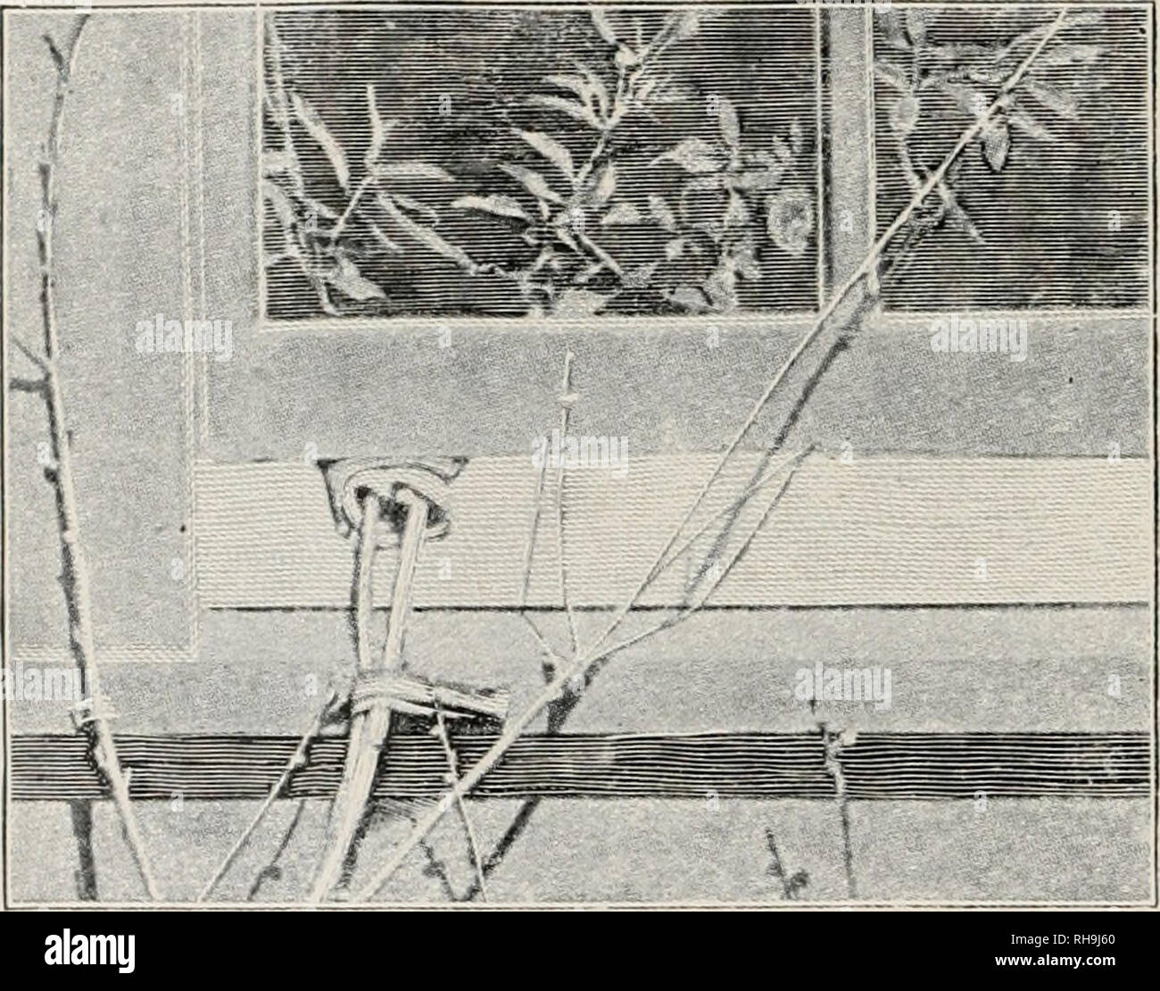 Test for starch leaves hi-res stock photography and images - Alamy