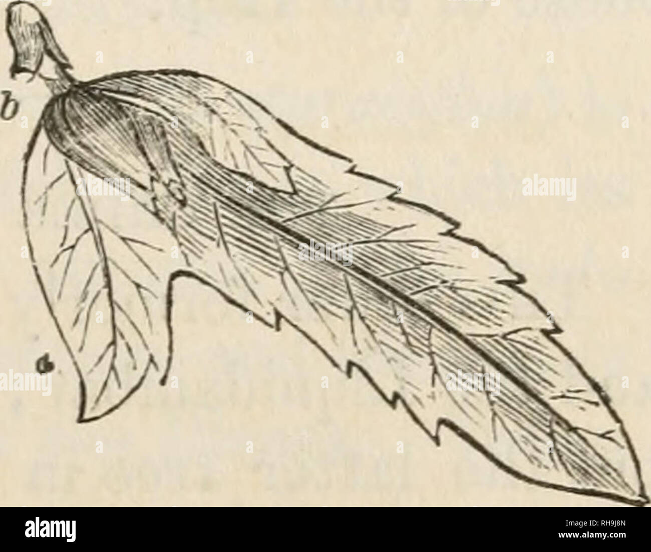 . Botany for ladies; or, A popular introduction to the natural system ...