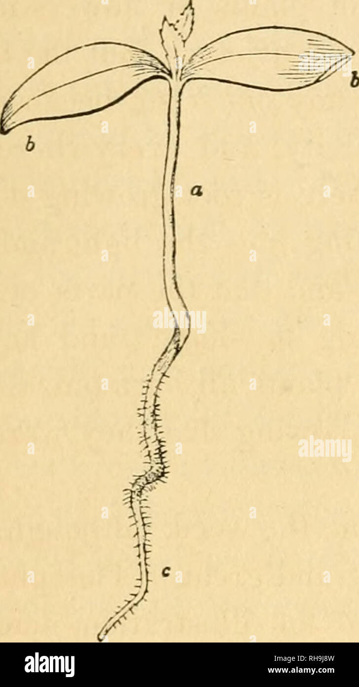 Root Ts High Resolution Stock Photography and Images - Alamy