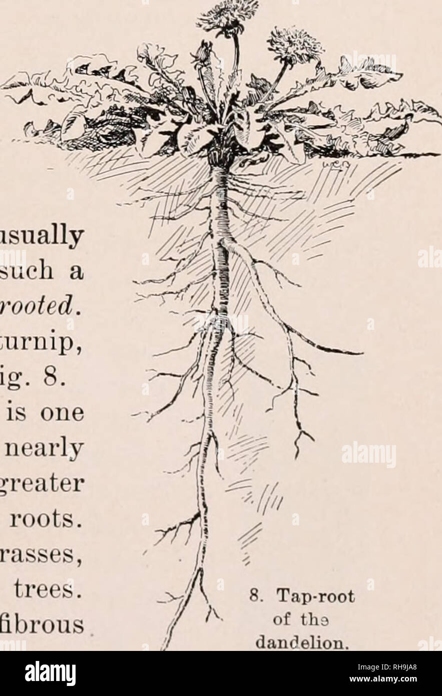 Shallow and small root system hi-res stock photography and images - Alamy