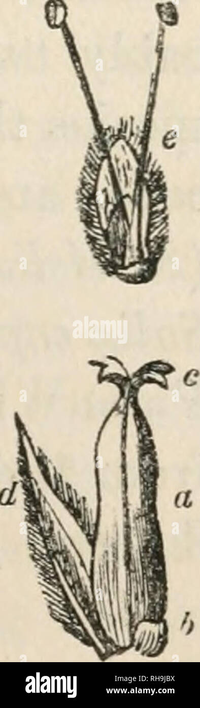 Lanceolate bract hi-res stock photography and images - Alamy