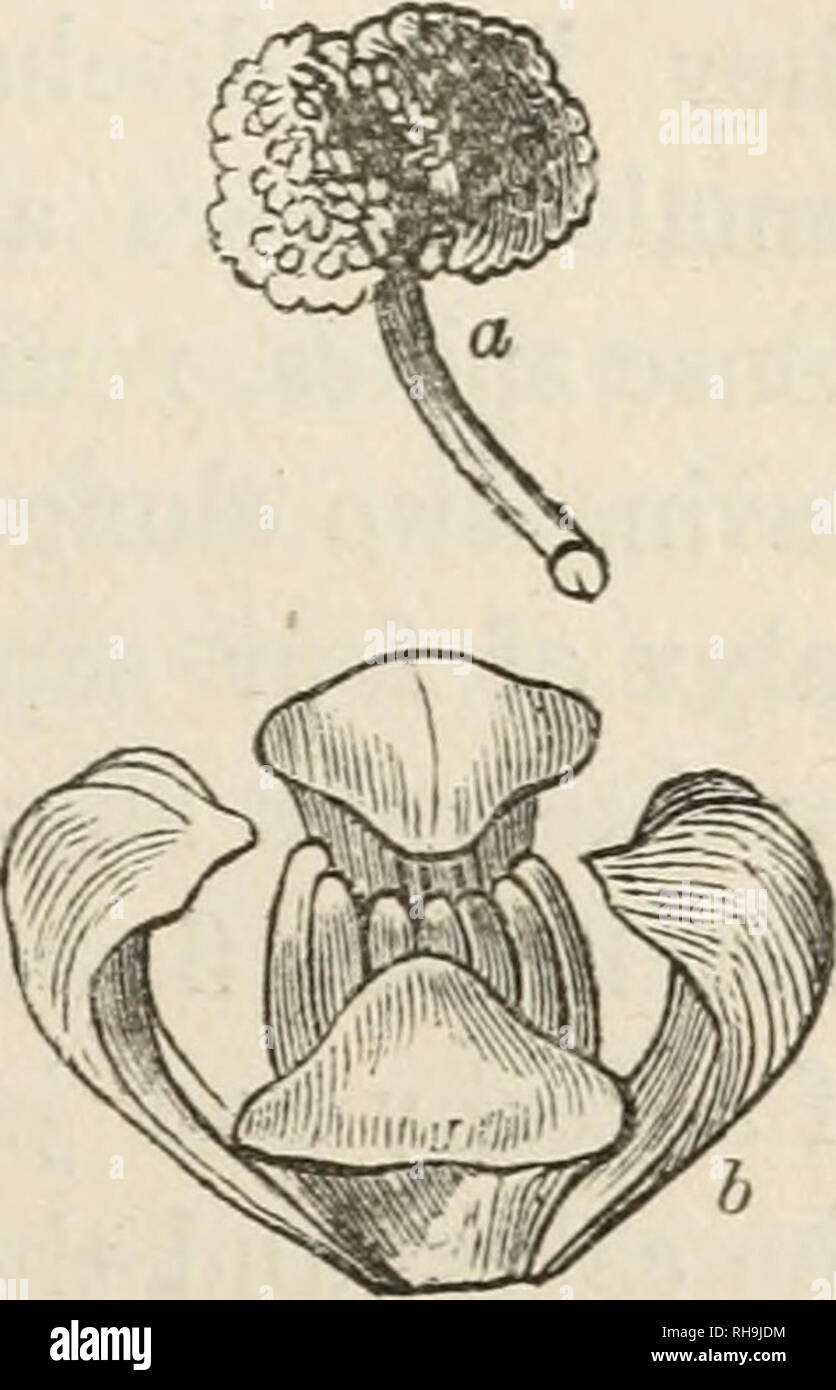 Upas tree antiaris toxicaria hi-res stock photography and images - Alamy