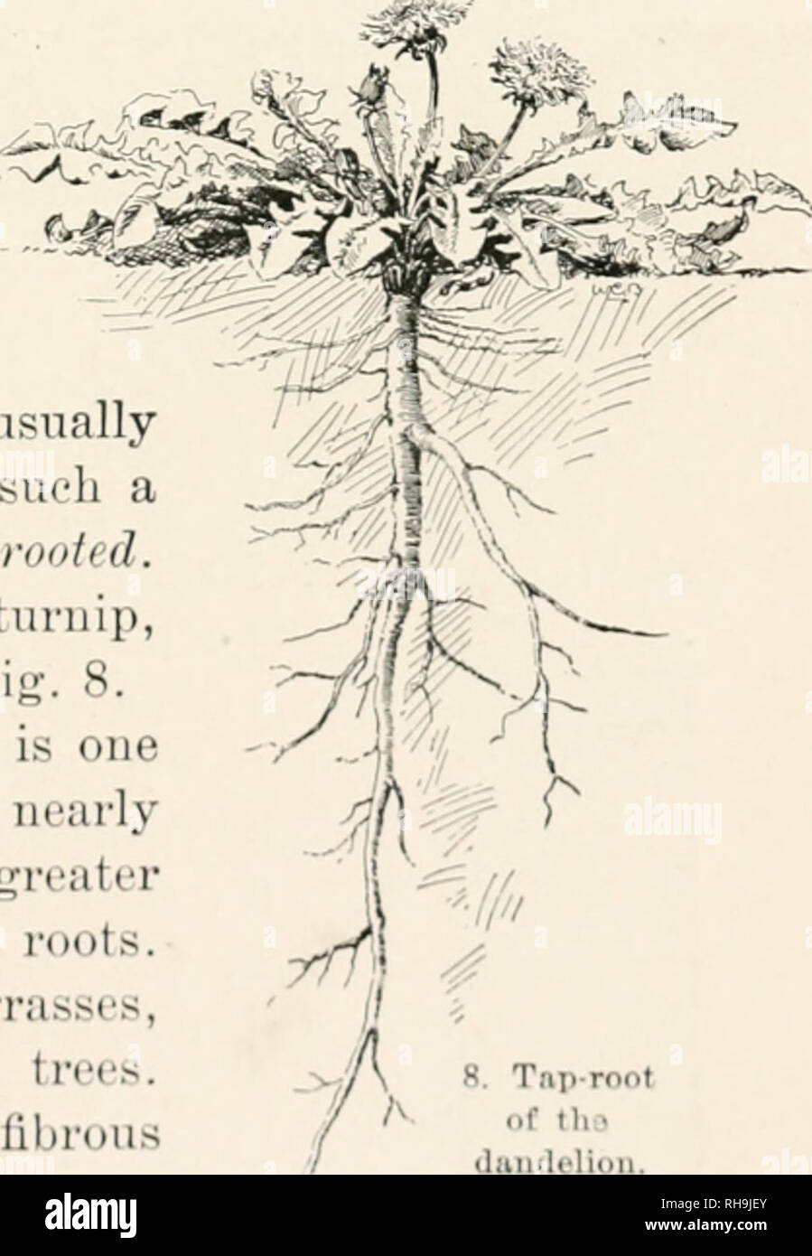 . Botany, an elementary text for schools. Botany. CHAPTER II THE ROOT ...