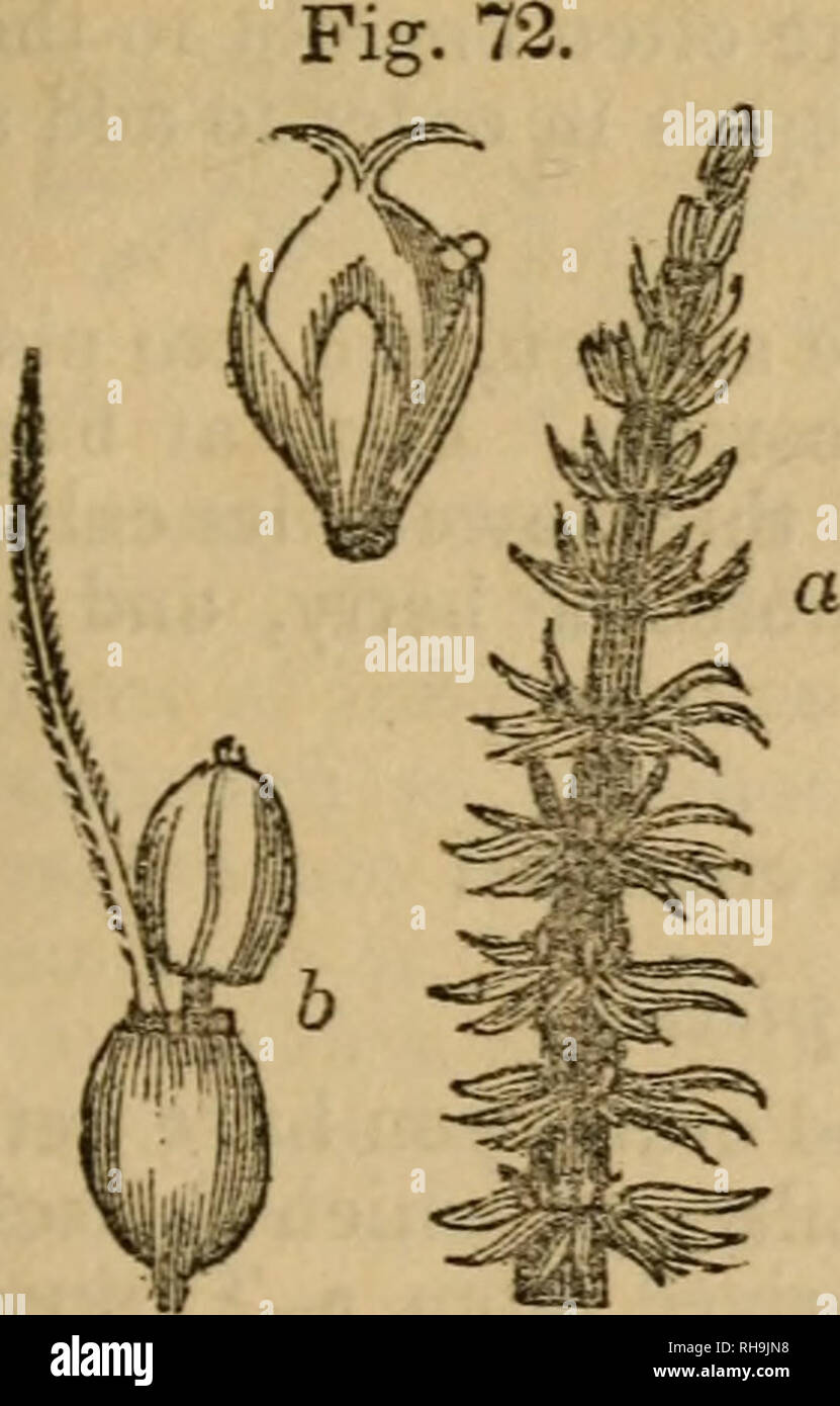 . Botany for beginners: an introduction to Mrs. Lincoln's Lectures on ...