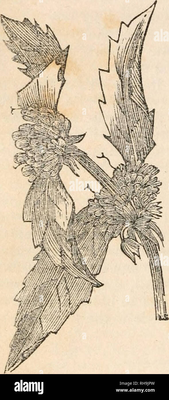 Raceme corymb umbel hi-res stock photography and images - Alamy