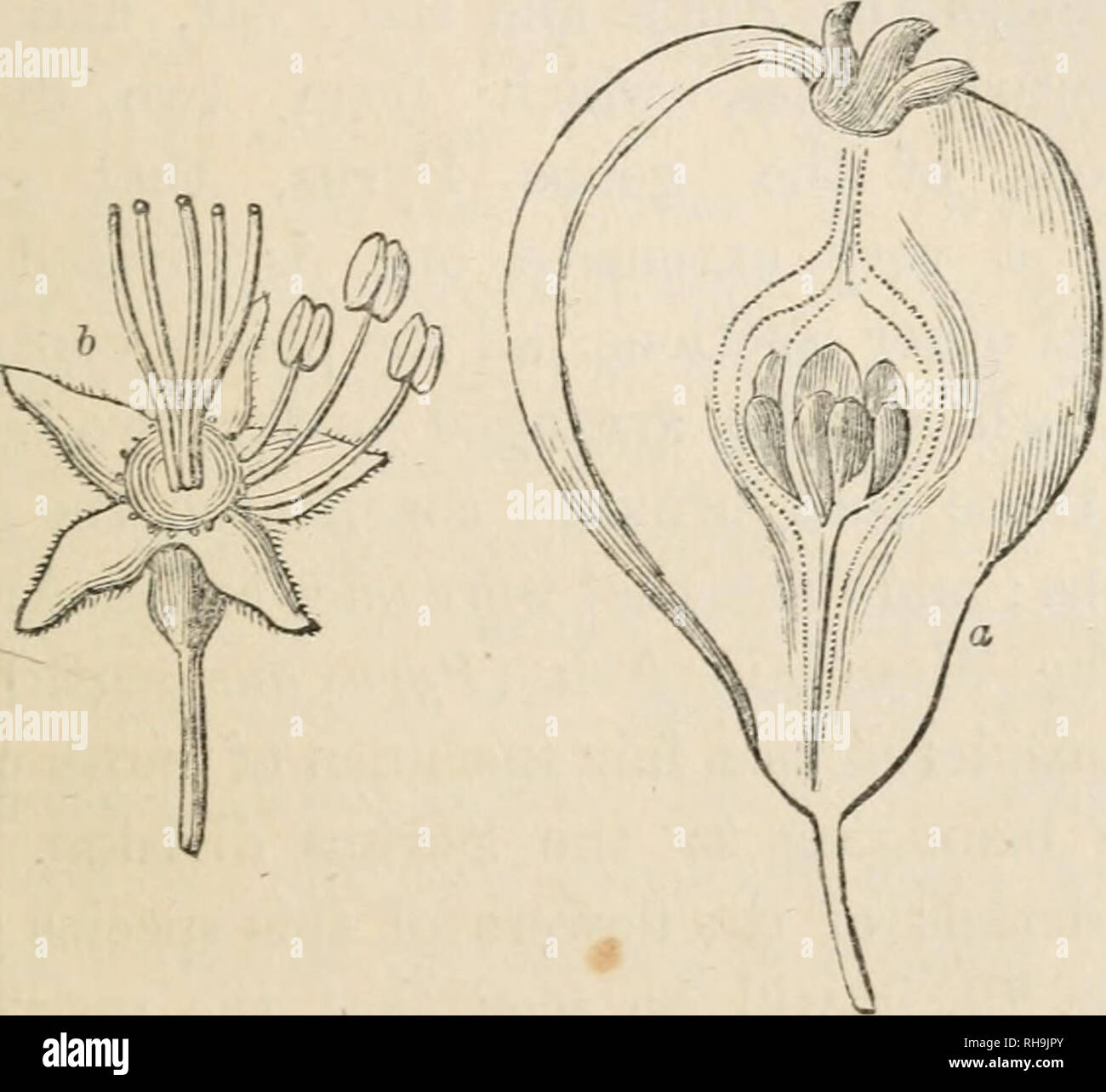 De pomes hi-res stock photography and images - Alamy