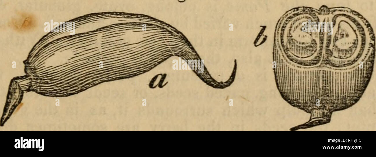 Silicle hi-res stock photography and images - Alamy