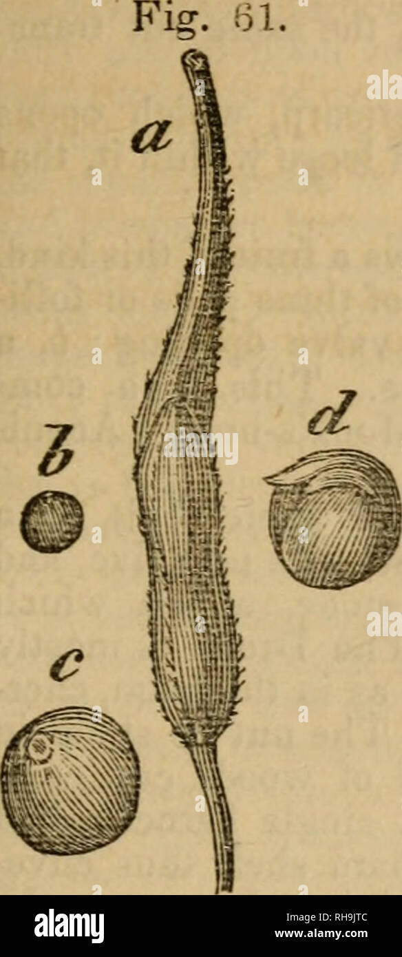 . Botany for beginners: an introduction to Mrs. Lincoln's Lectures on ...
