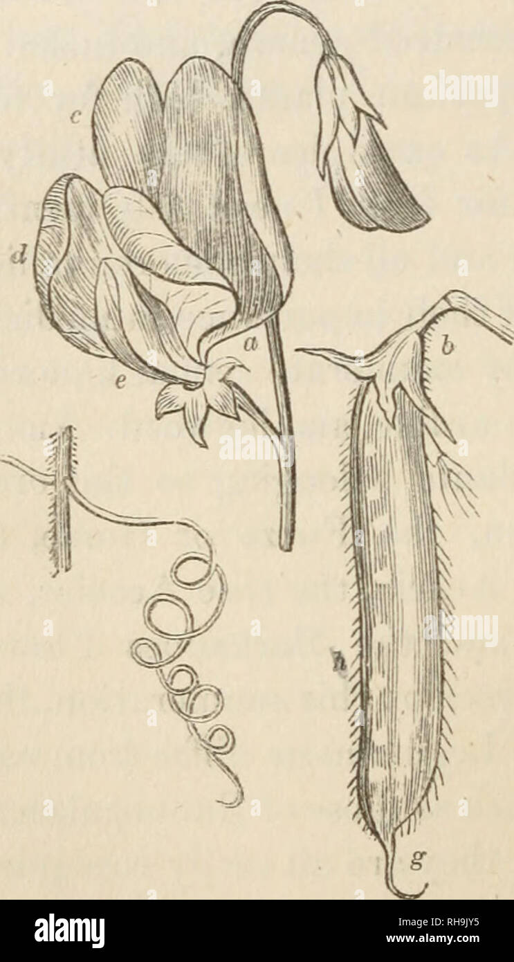 Papilionaceous plants hi-res stock photography and images - Alamy