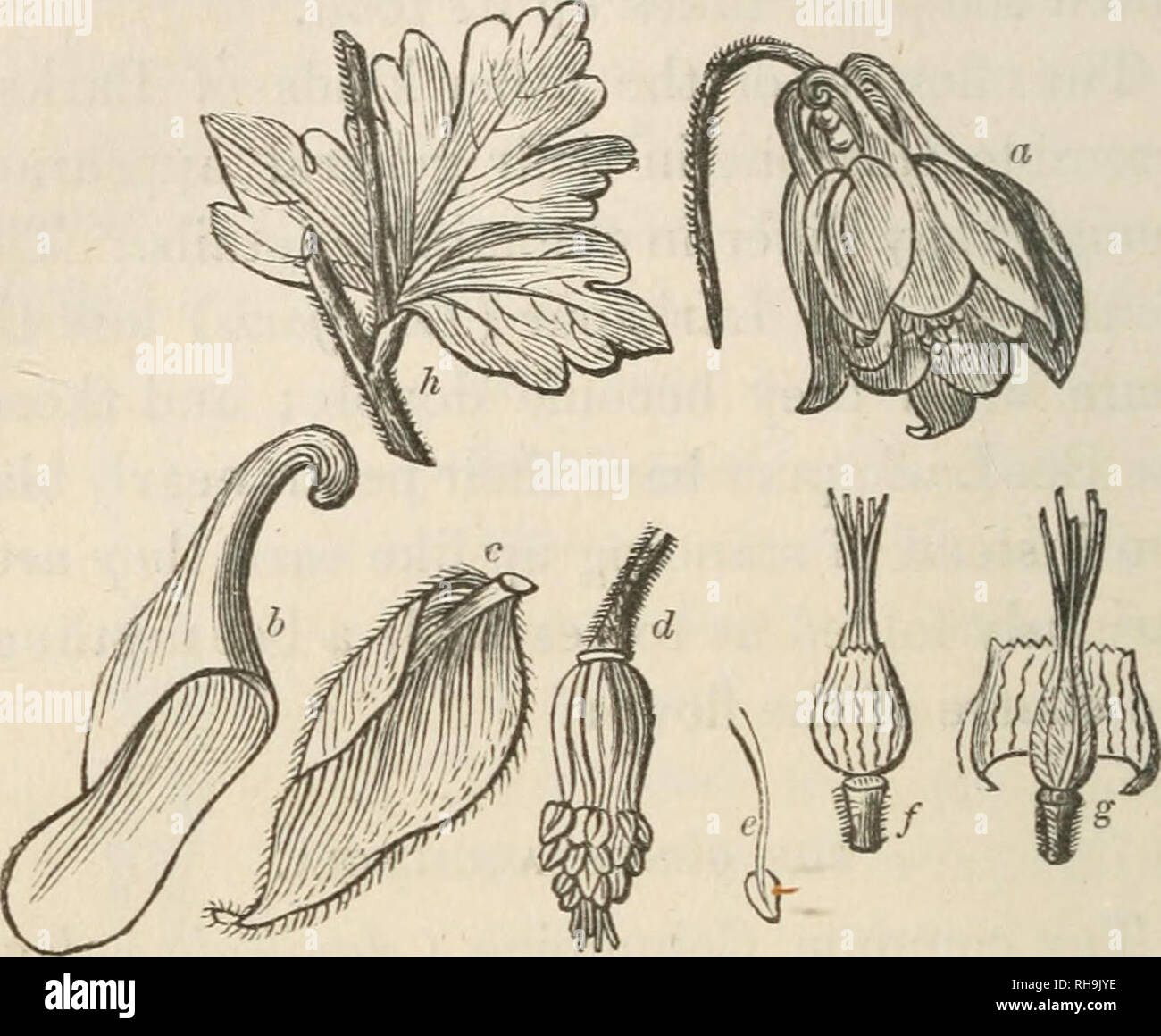 . Botany for ladies; or, A popular introduction to the natural system ...