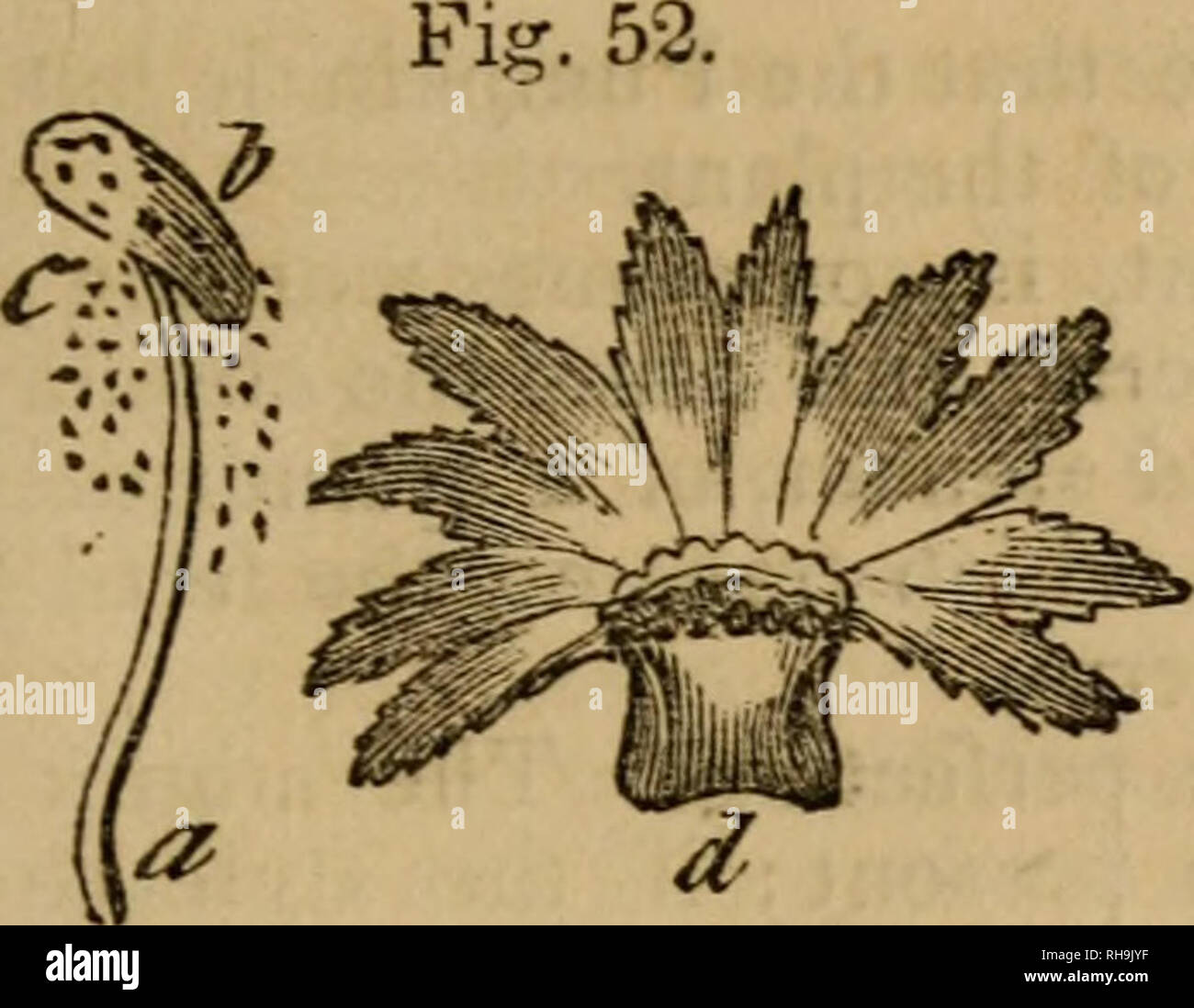 Lily anther cells hi-res stock photography and images - Alamy