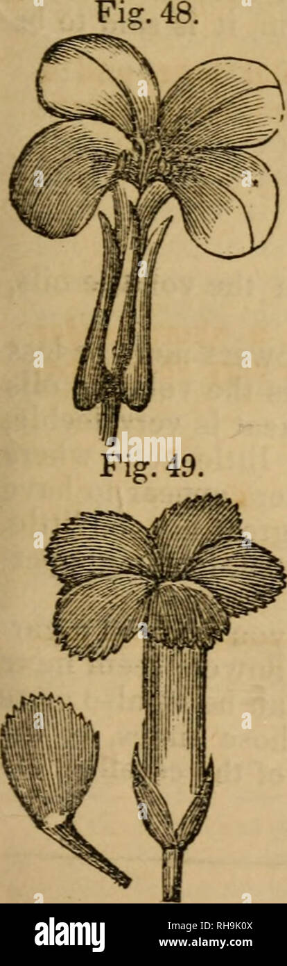 Cruciform petals hi-res stock photography and images - Alamy