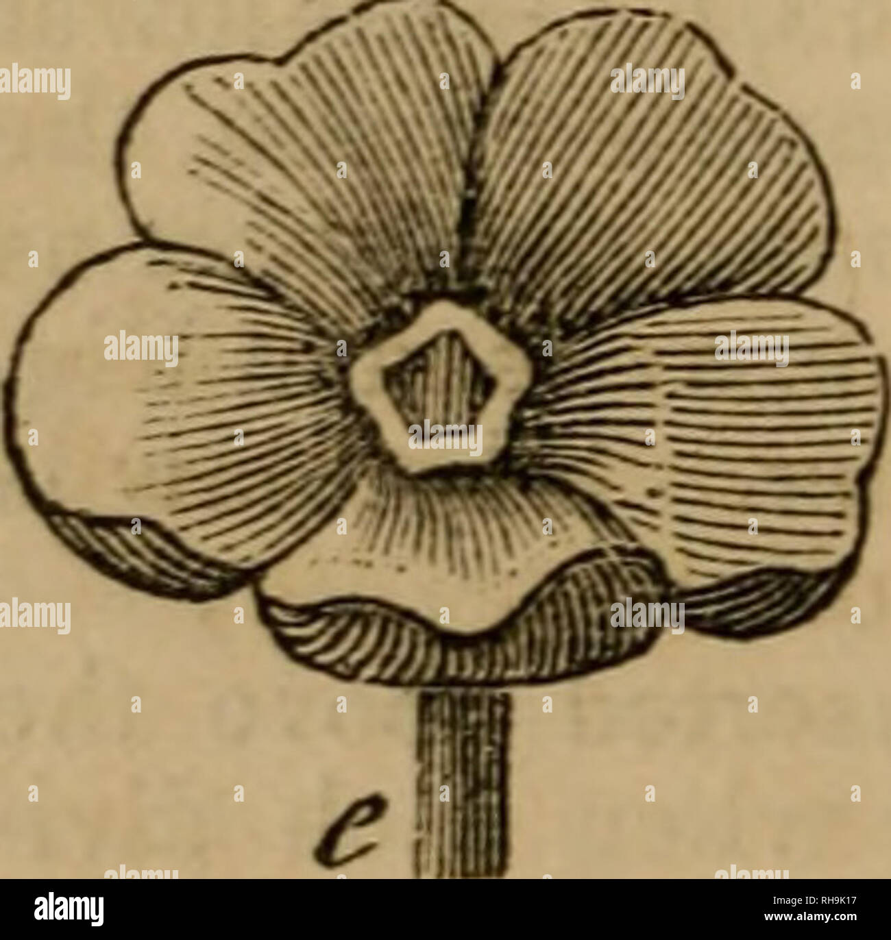 Tubular base to corolla hi-res stock photography and images - Alamy