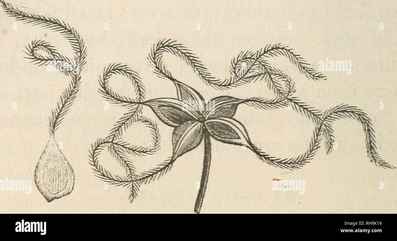 . Botany for ladies; or, A popular introduction to the natural system ...