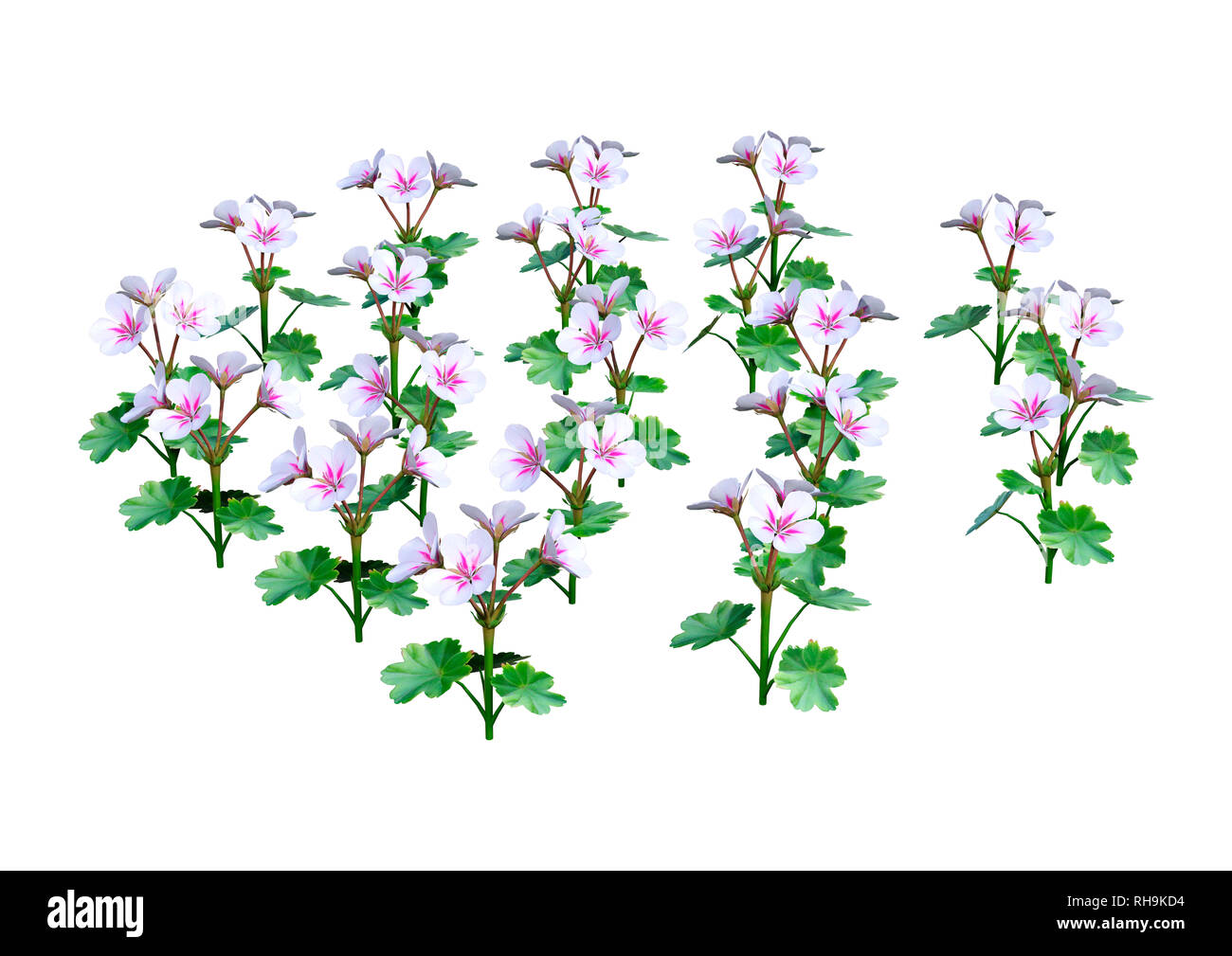 3D rendering of viola flowers isolated on white background Stock Photo ...