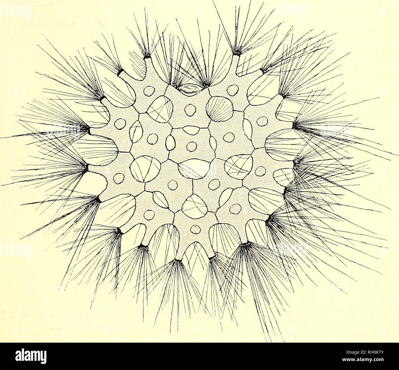 Pediastrum duplex pediastrum duplex hi-res stock photography and images ...