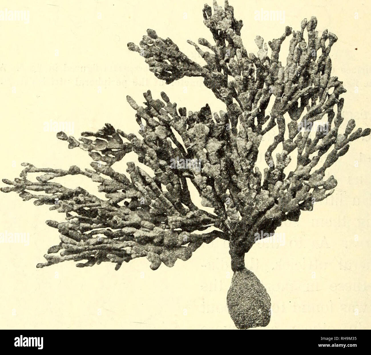 Halimeda incrassata hi-res stock photography and images - Alamy