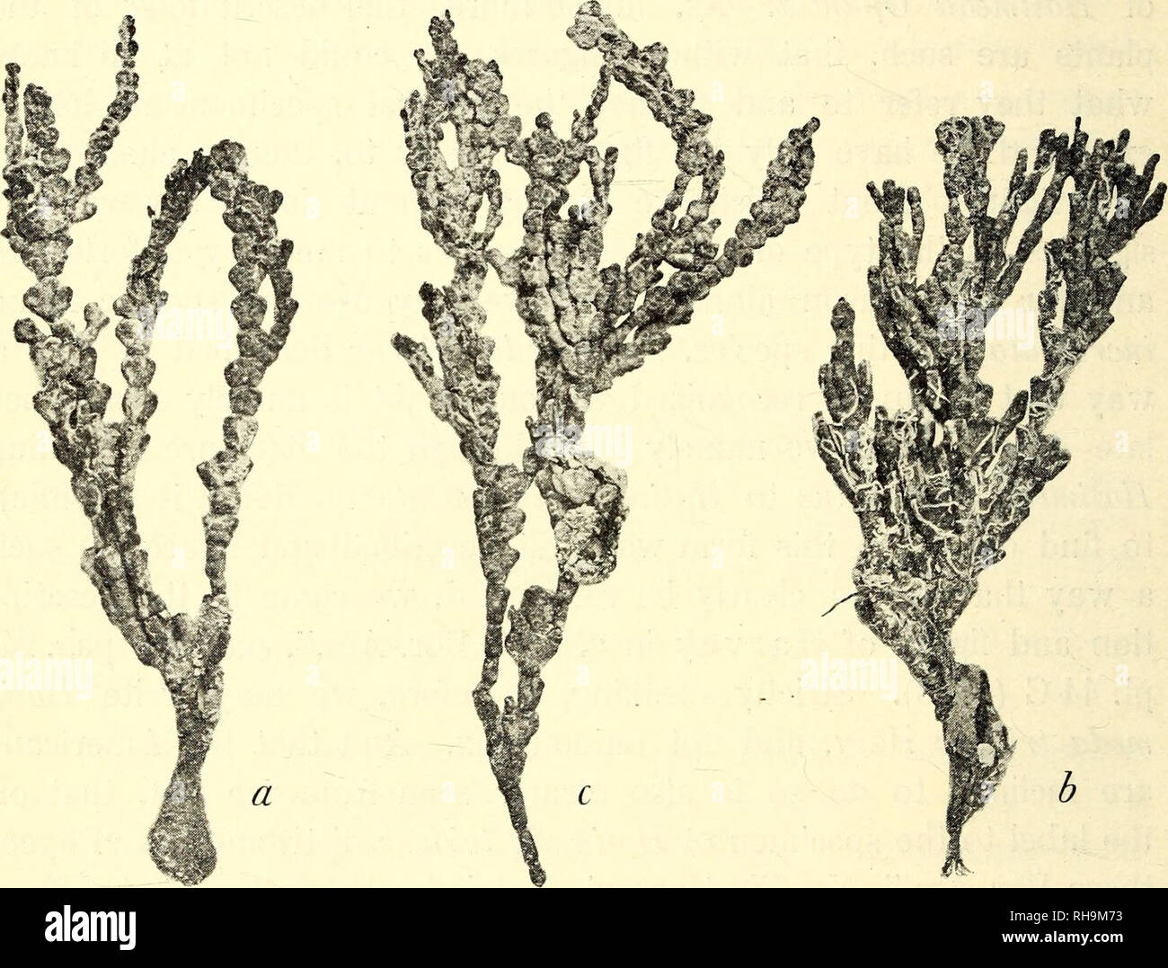 Halimeda incrassata hi-res stock photography and images - Alamy