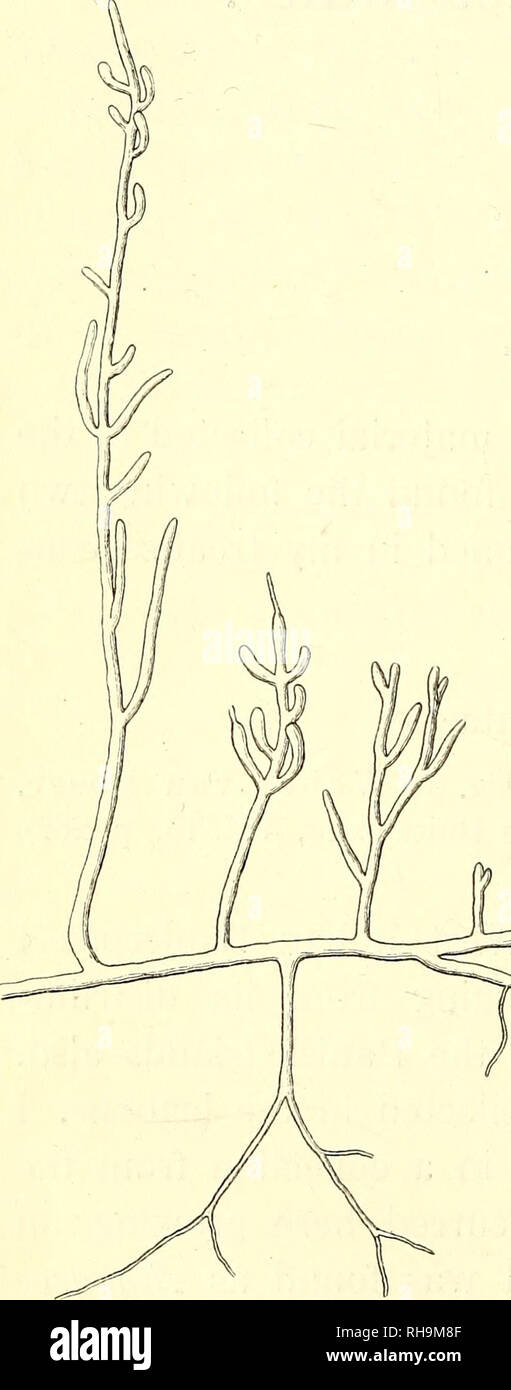 . Botanisk tidsskrift. Botany; Plants; Plants. â 128 â or most often ...