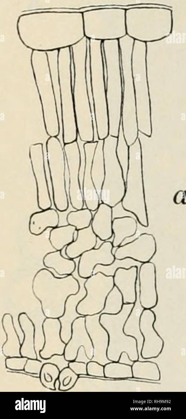 Stomata and guard cells in leaf epidermis hi-res stock photography and ...