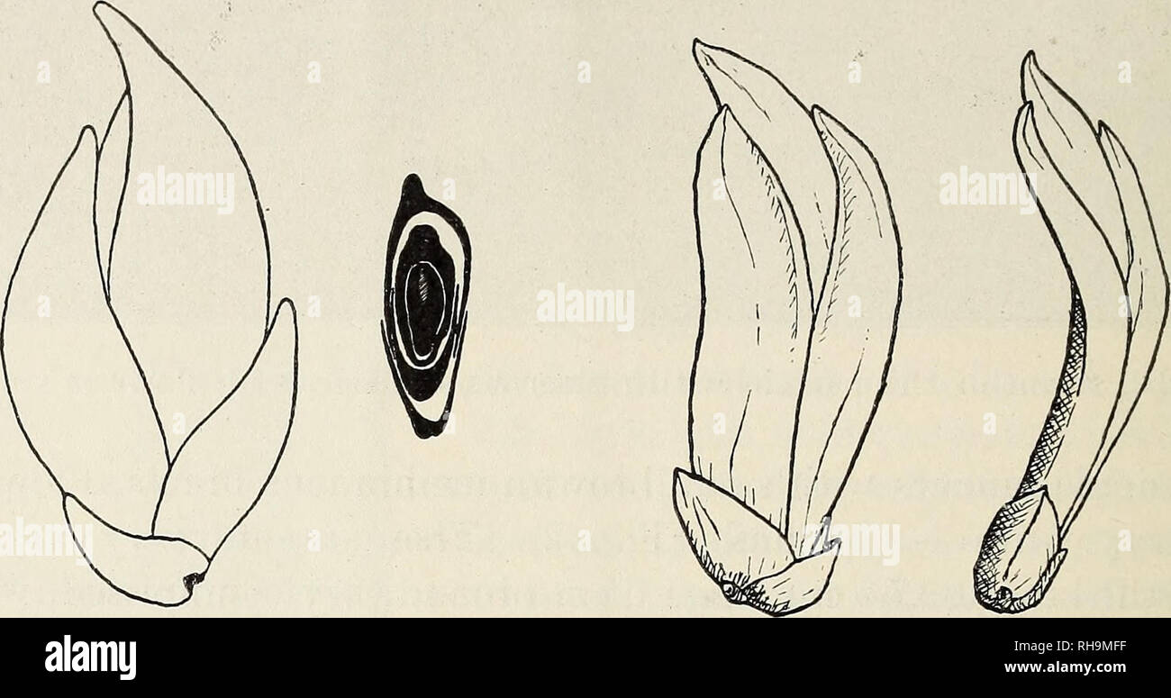 Furcraea gigantea vent hi-res stock photography and images - Alamy