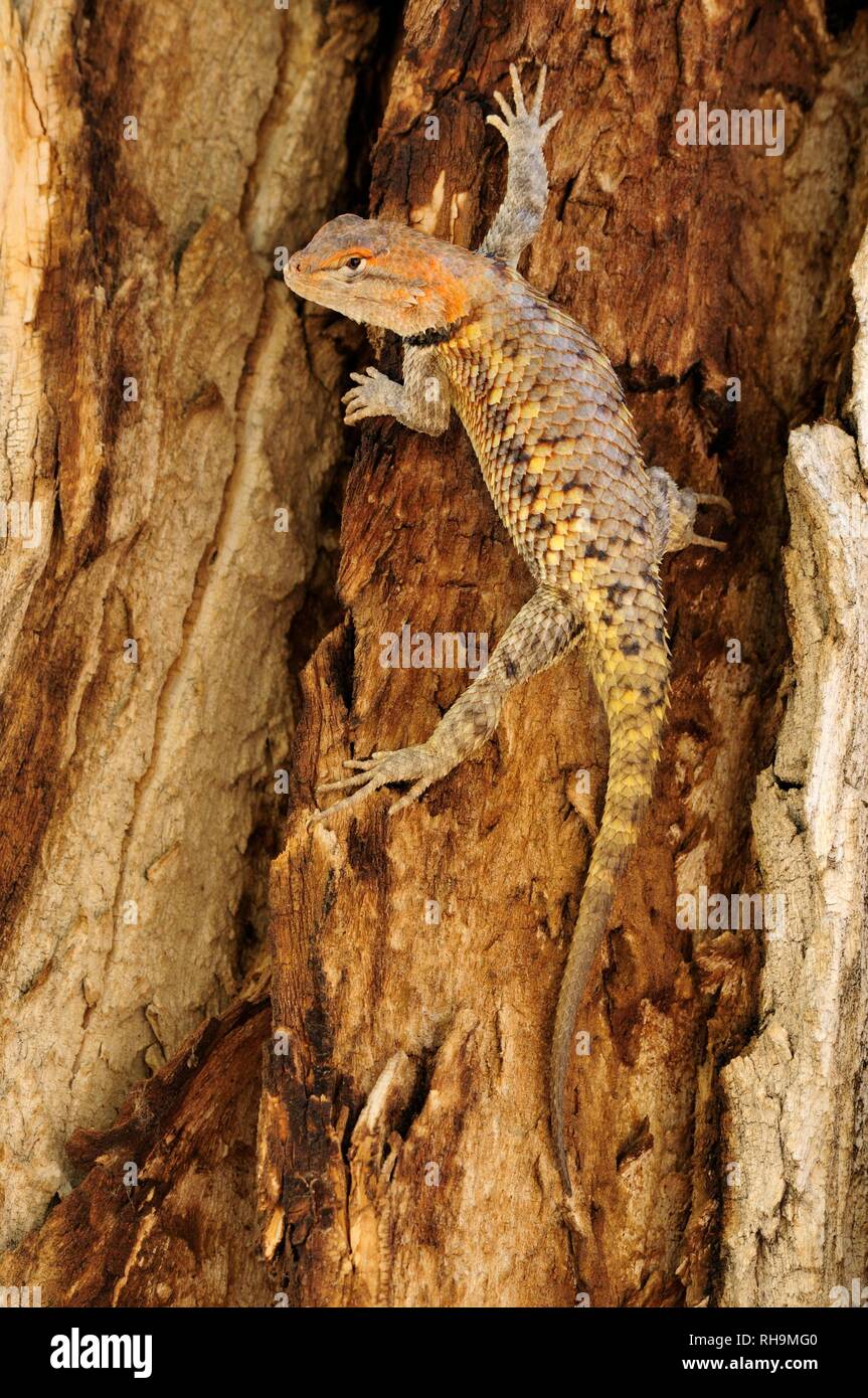 Yellow backed spiny lizard or desert spiny lizard hi-res stock ...