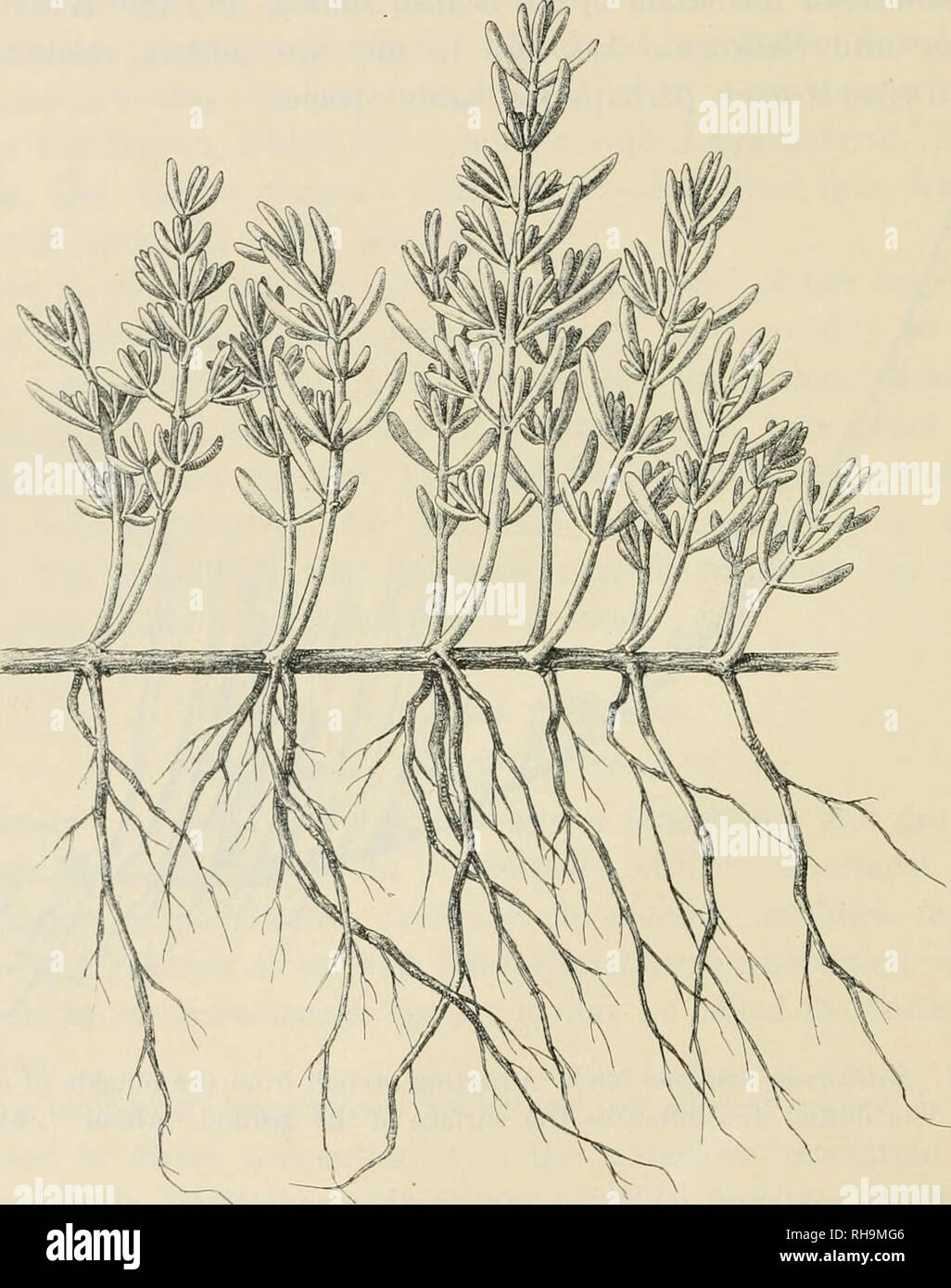 Long straight plants in marsh hi-res stock photography and images - Alamy