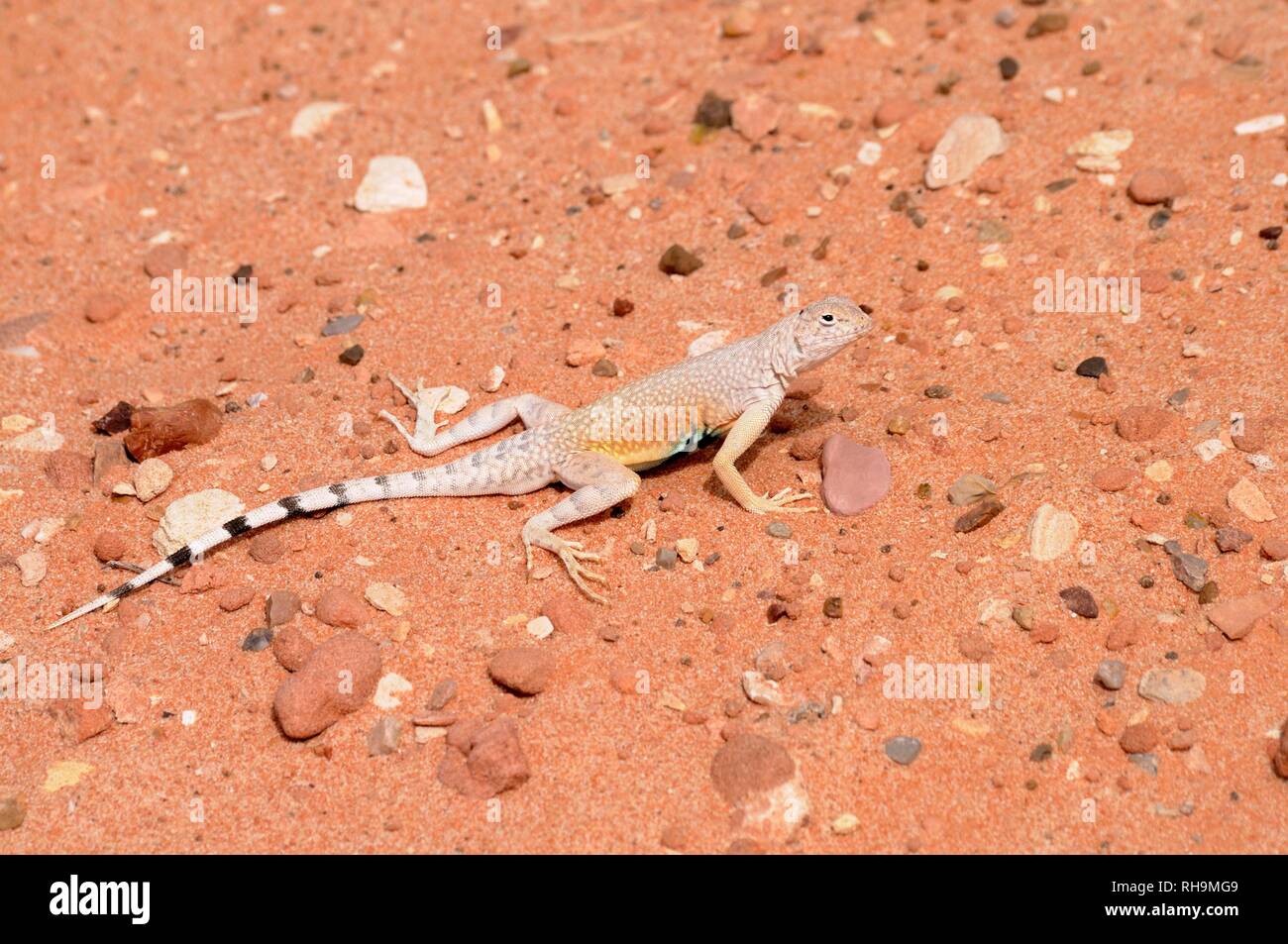 Zebratail Lizard or Zebra-tailed Lizard (callisaurus draconoides), male ...