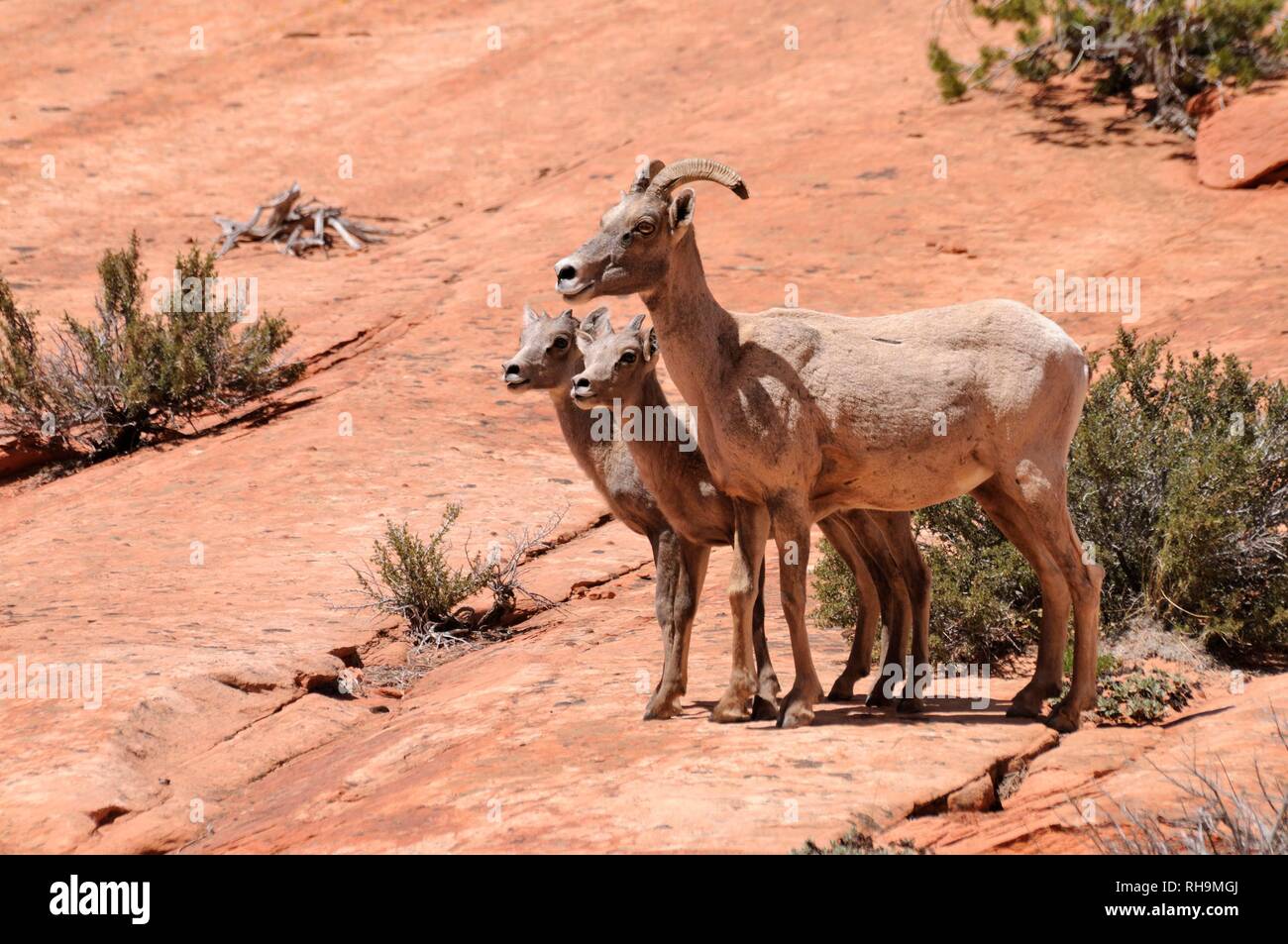Desert Bighorn Sheep (Ovis canadensis nelsoni), female with two young ...
