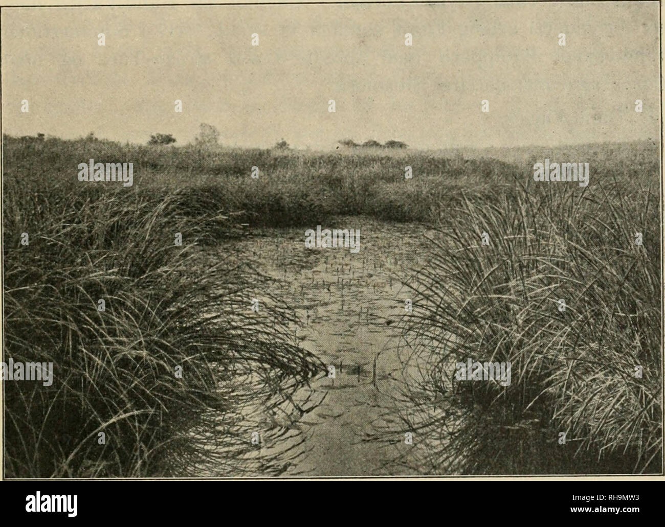 Vejen mose hi-res stock photography and images - Alamy