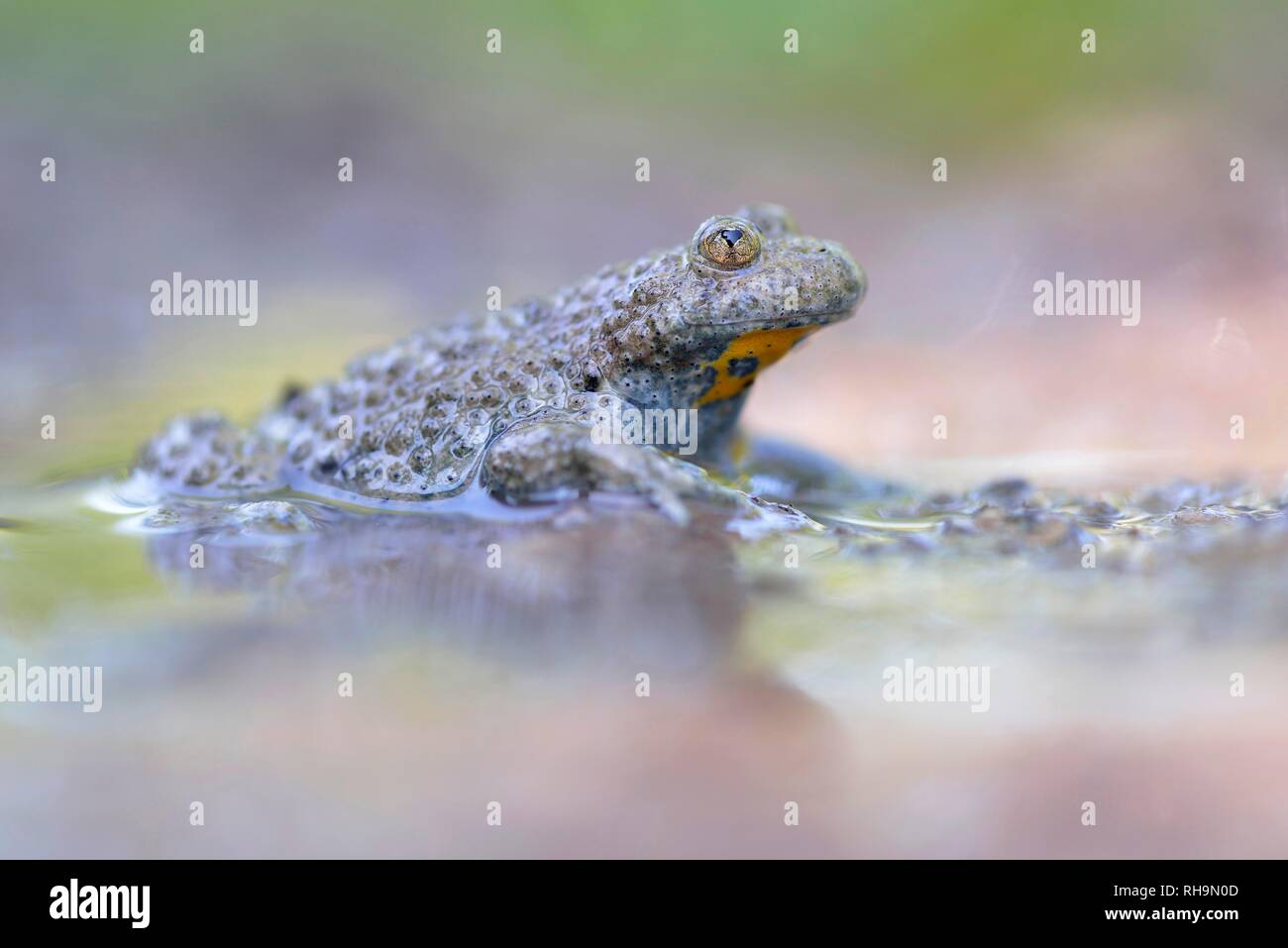 Yellow-bellied toad (Bombina variegata) sits in the mud, Bad Windsheim ...