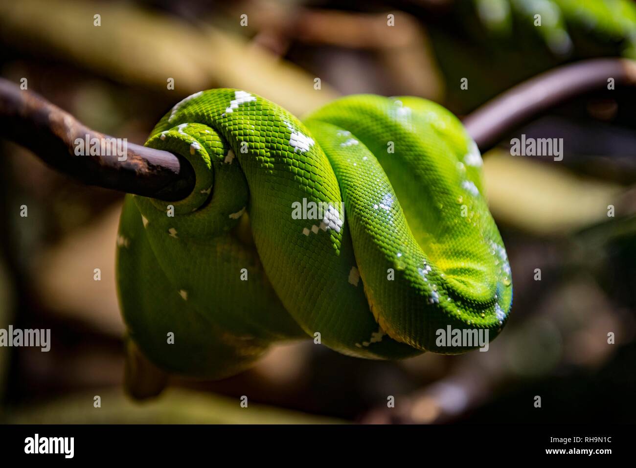 Green tree python (Morelia viridis) lies folded on a branch, captive ...