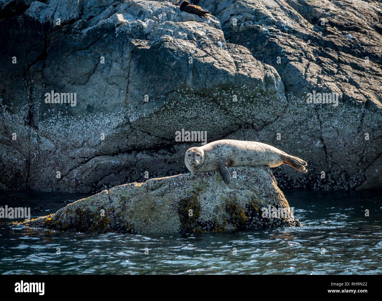 Howe sound vancouver, wildlife hi-res stock photography and images - Alamy