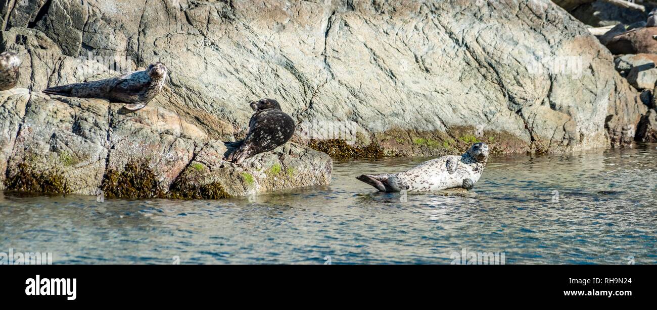 Howe sound vancouver, wildlife hi-res stock photography and images - Alamy