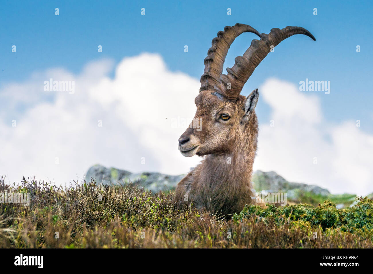 Beautiful young male ibex hi-res stock photography and images - Alamy