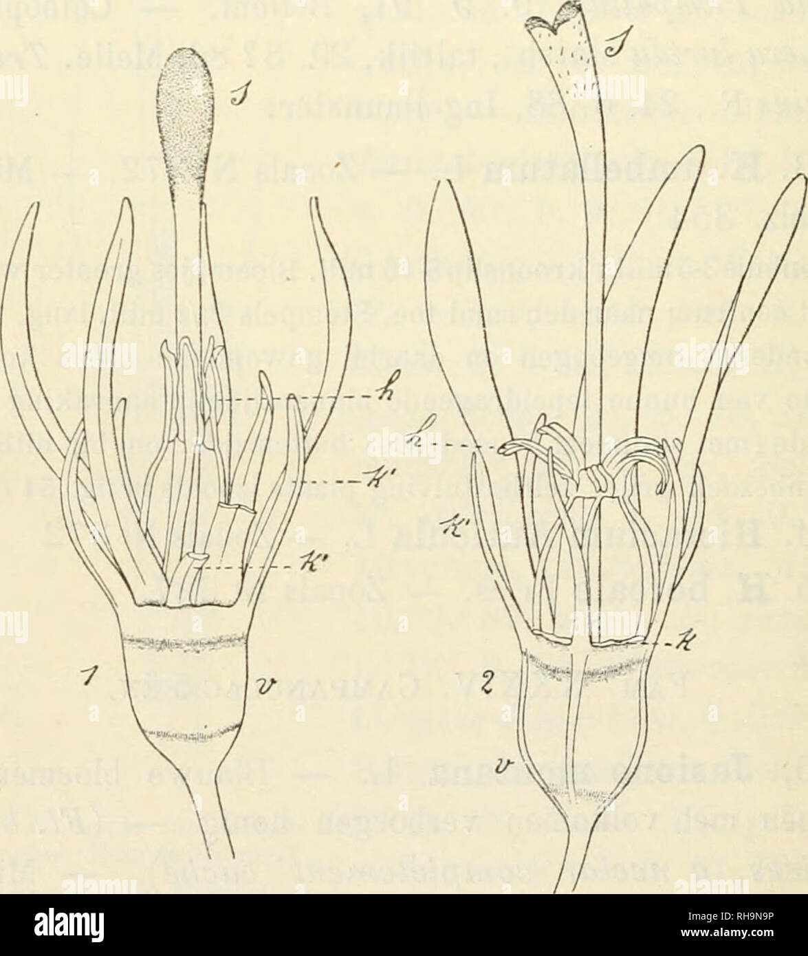 Helmknoppen hi-res stock photography and images - Alamy