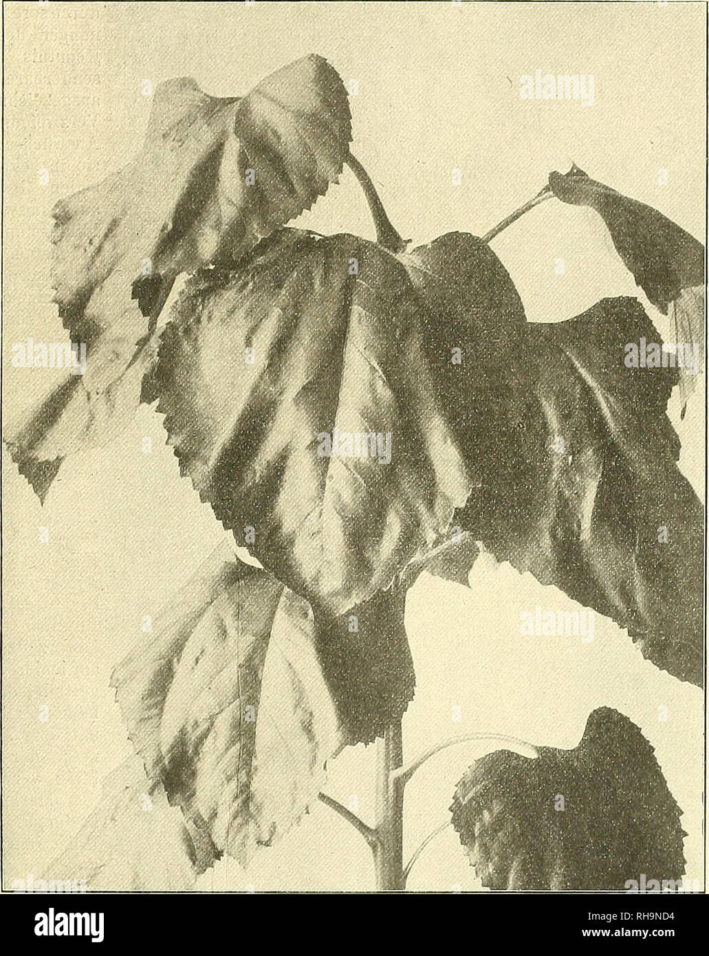 Vierteilung hi-res stock photography and images - Alamy