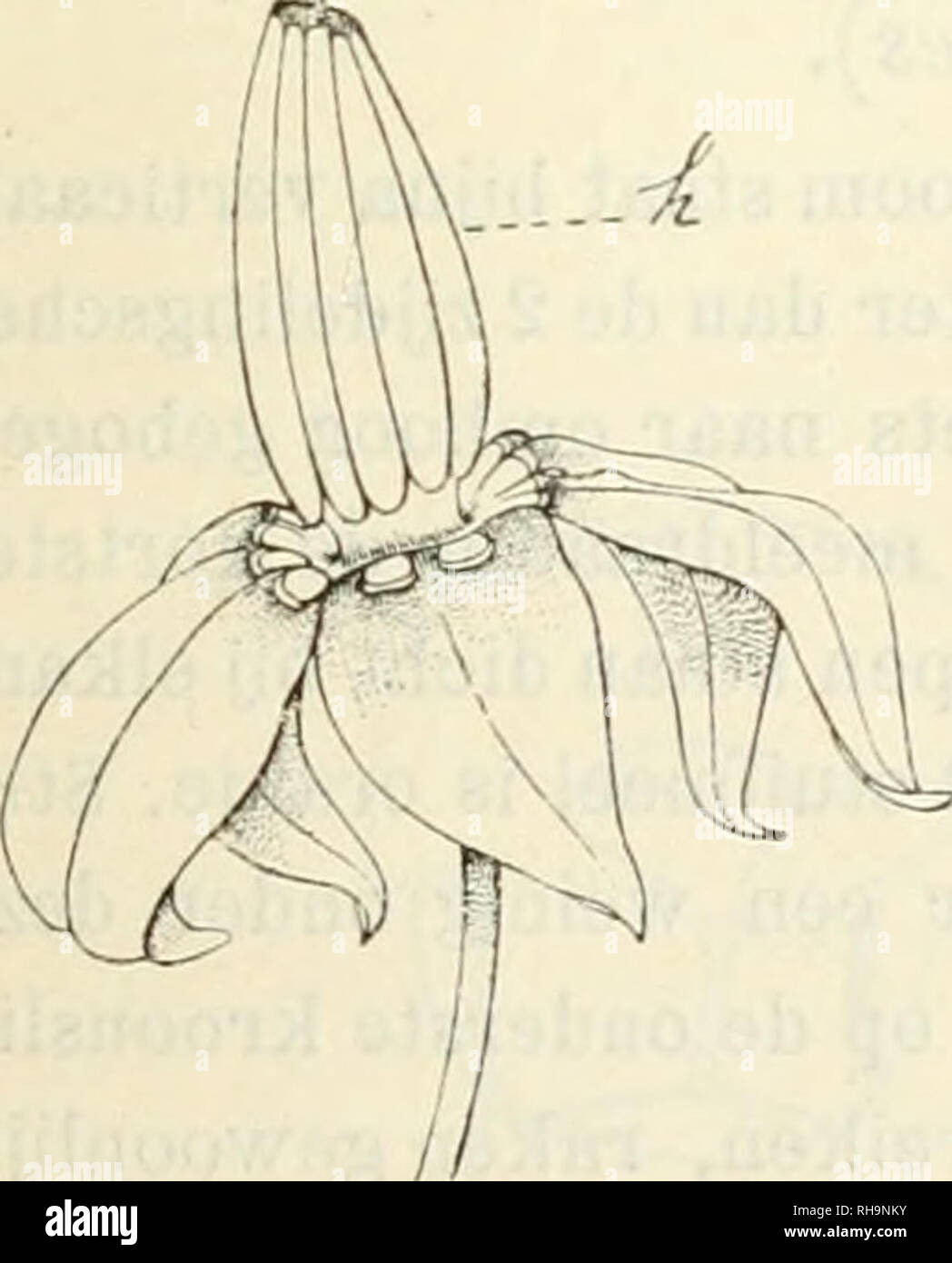 Ontluiken hi-res stock photography and images - Alamy