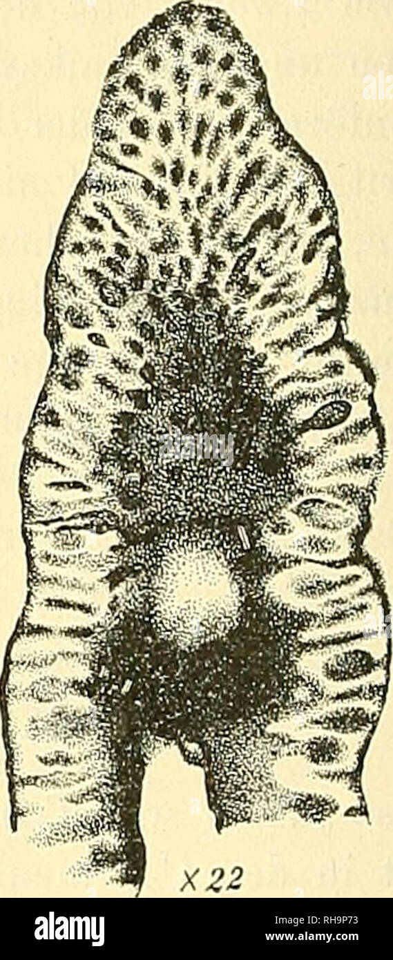 . Botanische Zeitung. Plants; Plants. x2* Fig. 14. Neomeris ...