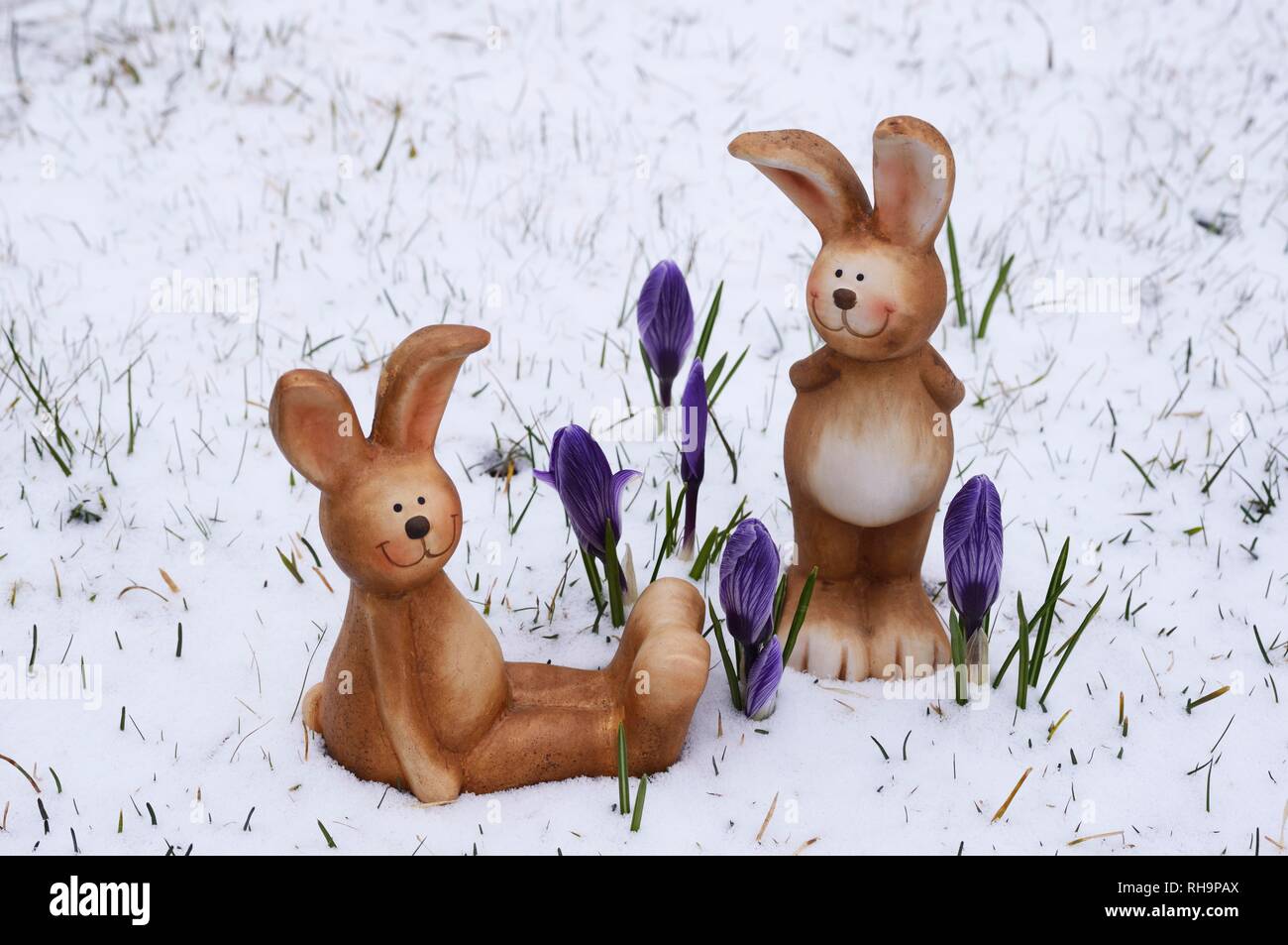 Snow bunnies hi-res stock photography and images - Alamy