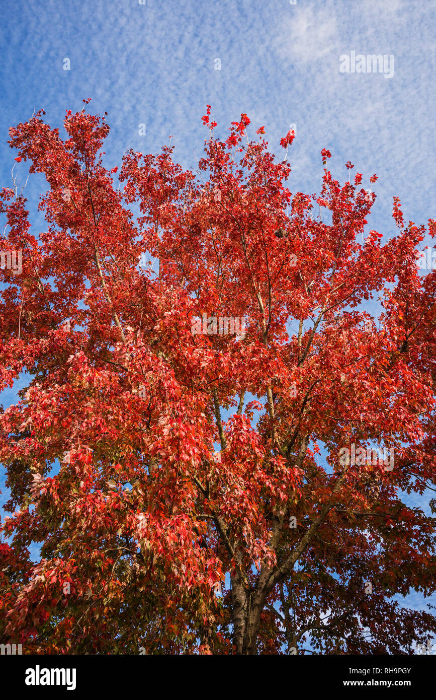 Fall Tree with red leaves in North Central Florida Stock Photo - Alamy