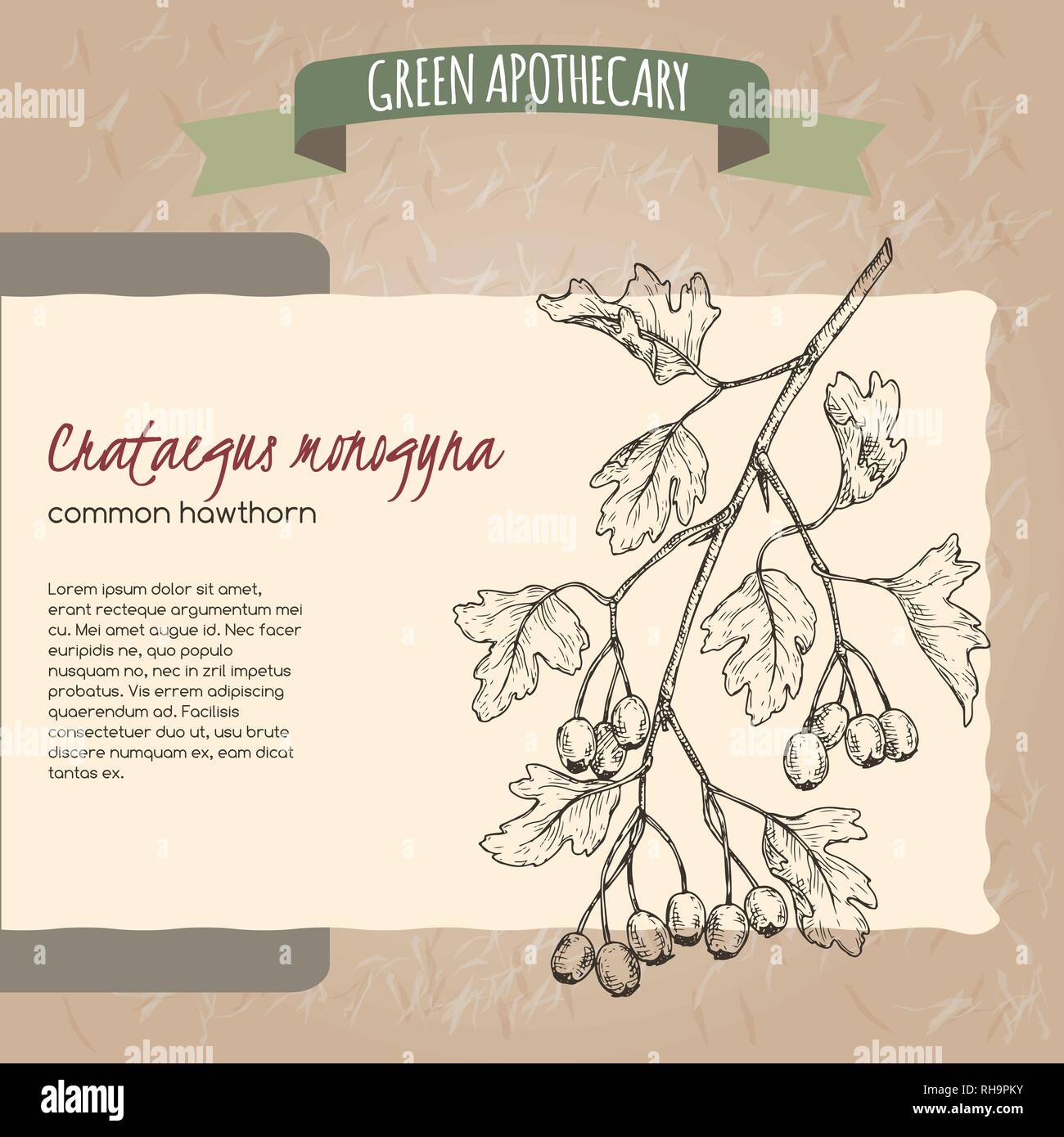 Hawthorn tree drawing Stock Vector Images - Alamy