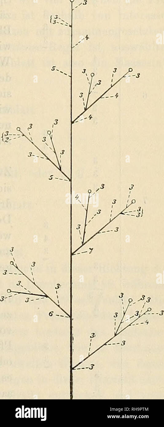 Blatt zwei zahlen hi-res stock photography and images - Alamy