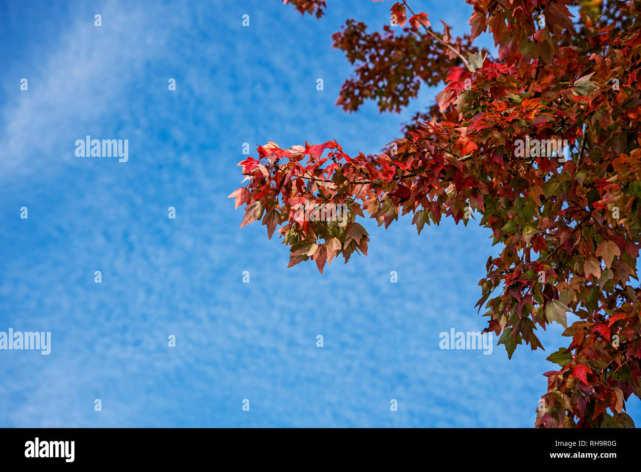 Fall Tree with red leaves in North Central Florida Stock Photo - Alamy