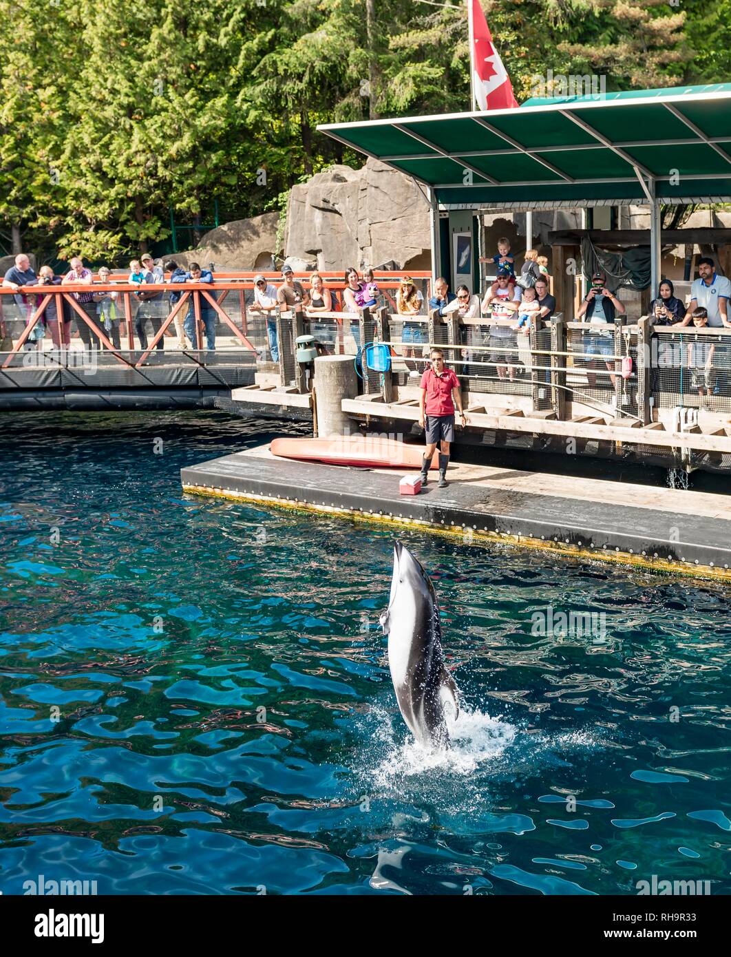 Pacific white-sided dolphin (Lagenorhynchus obliquidens) jumps out of ...